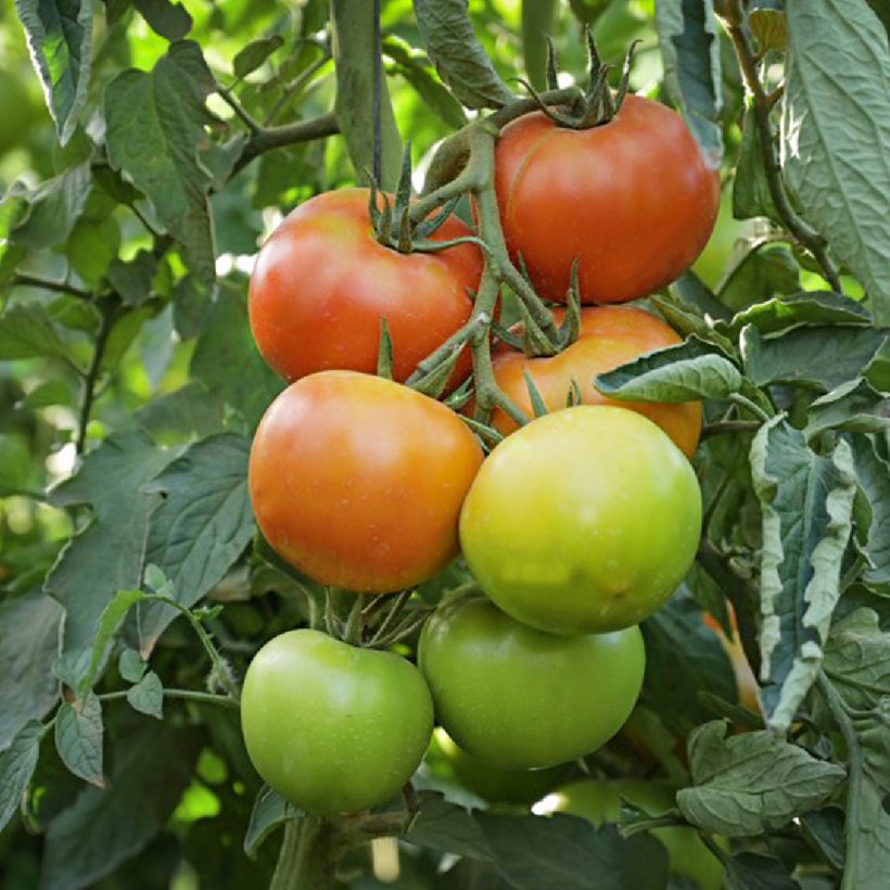 Round Tomato - Daccache Green Line